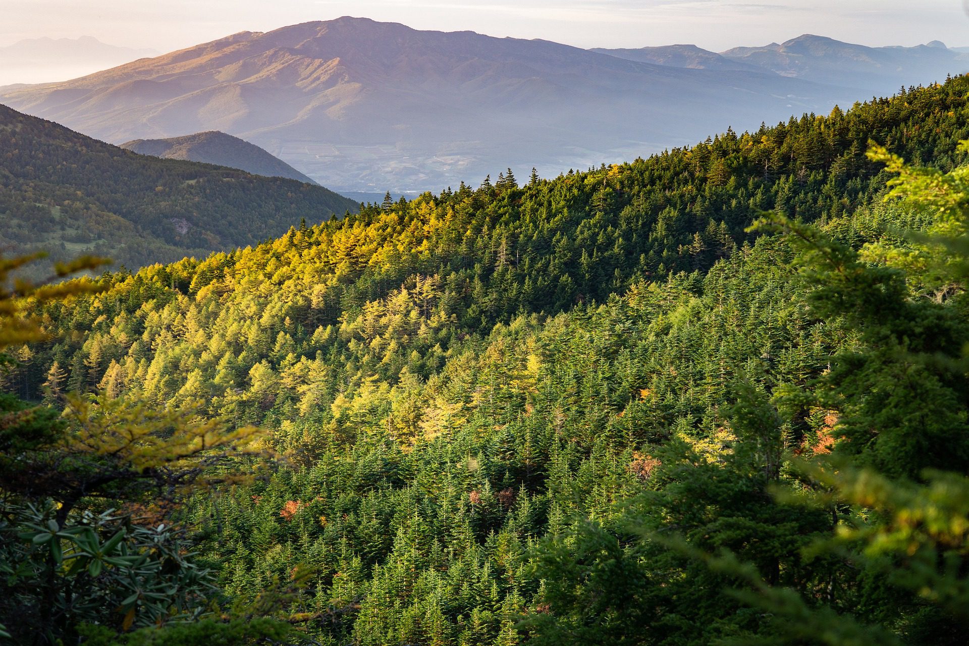 Wild Heritage and the Global Environment Facility - Wild Heritage