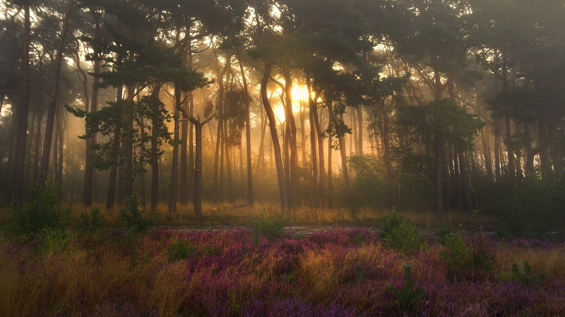 Wild Heritage joins open letter to Biden Admin - Wild Heritage