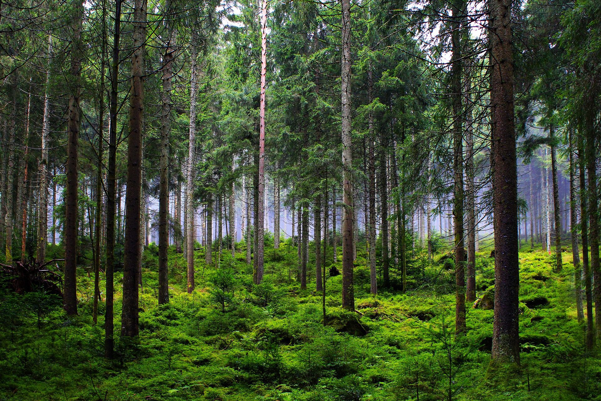 Wild Heritage: A Founding Member of the Climate Forests Campaign - Wild ...