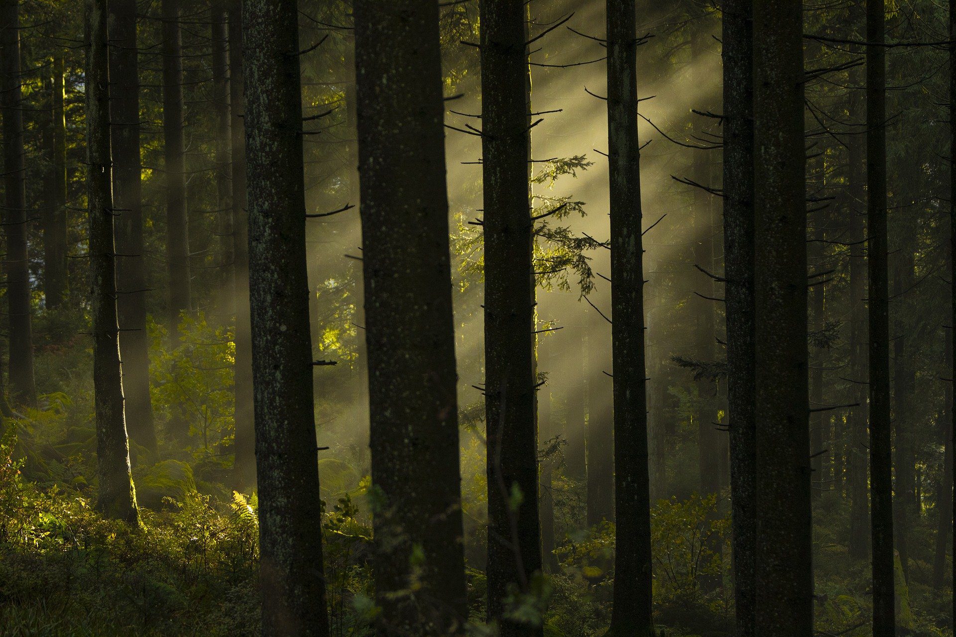Critical new papers on why we need more ecological restoration! - Wild ...