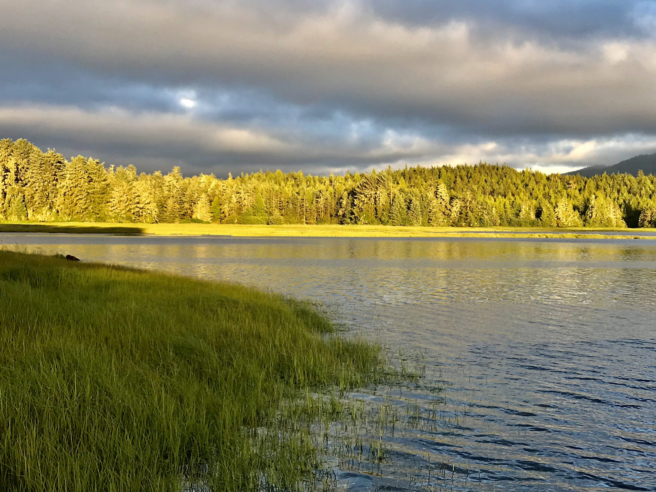 Webinar on our new map of mature/old growth forests in the USA! - Wild ...