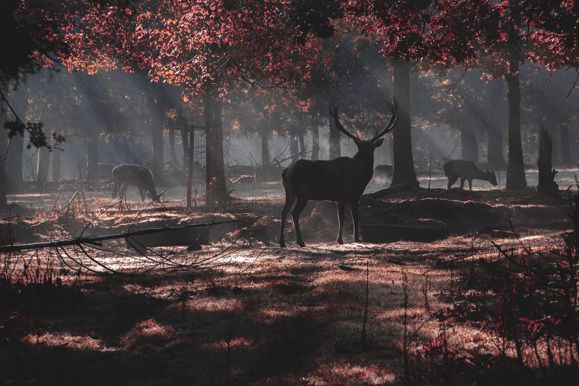 An Old Growth Forest Protection Strategy for Europe - Wild Heritage