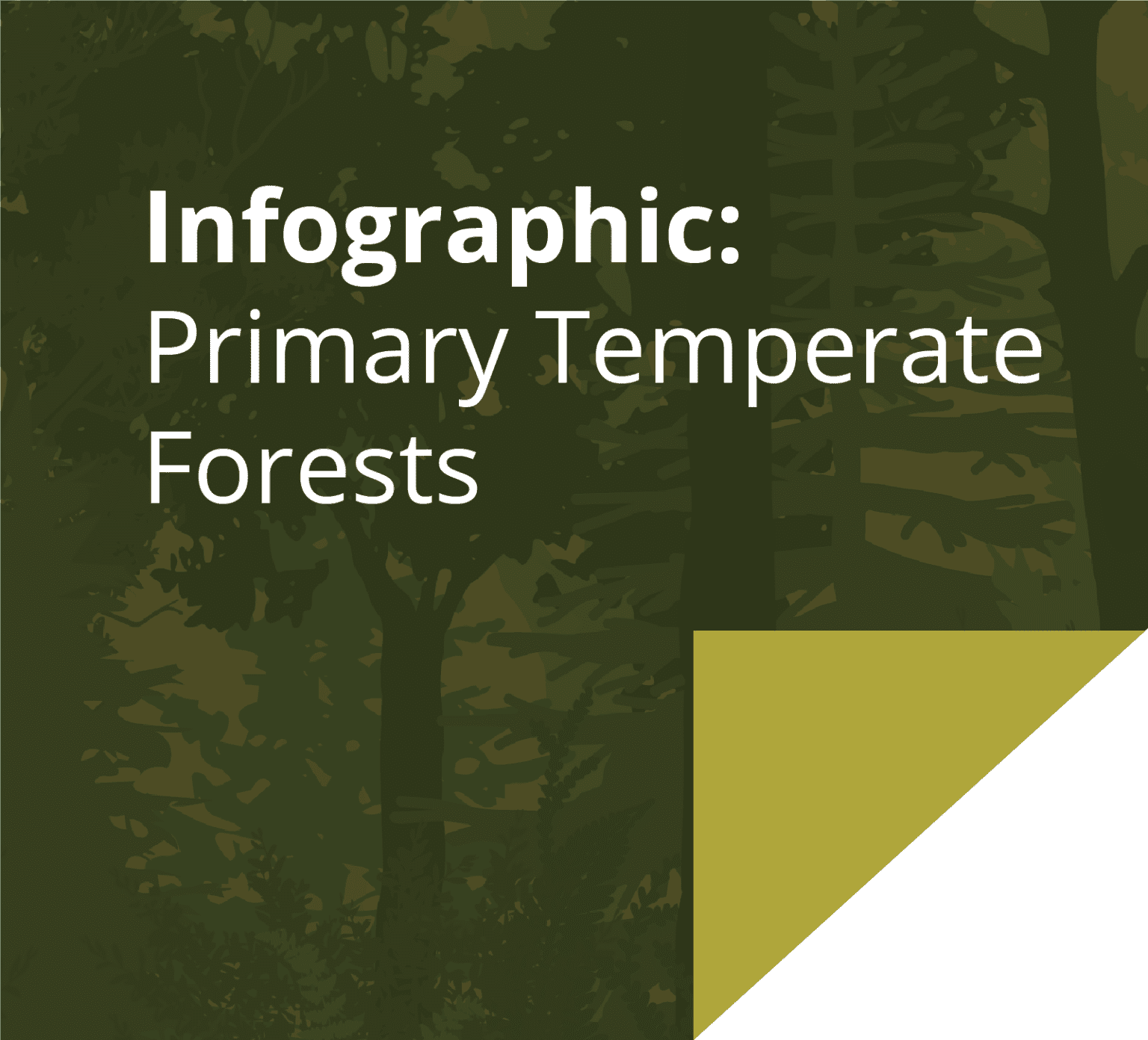 Infographic: Primary Temperate Forests - Wild Heritage