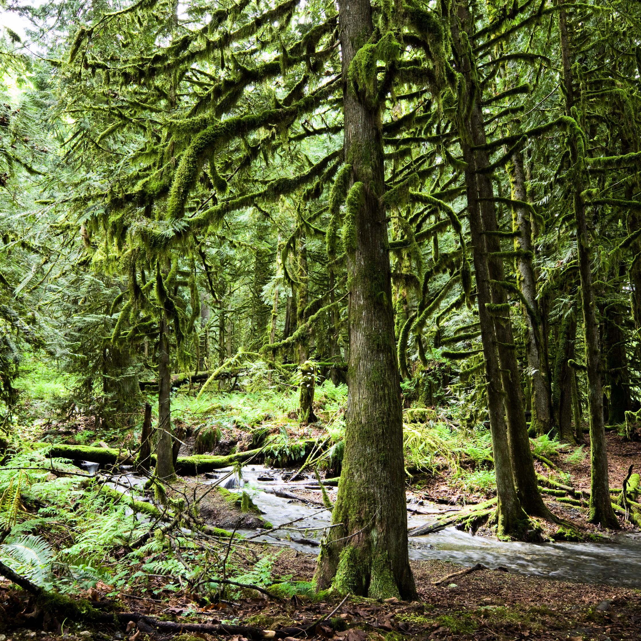 Climate Change Threatens Rare Temperate Rainforests Wild Heritage