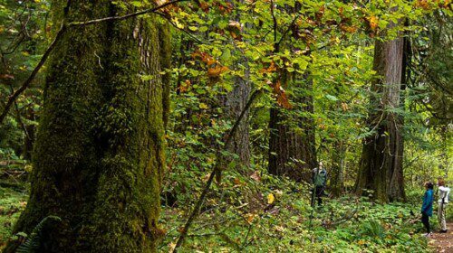 Mapping Archives - Wild Heritage