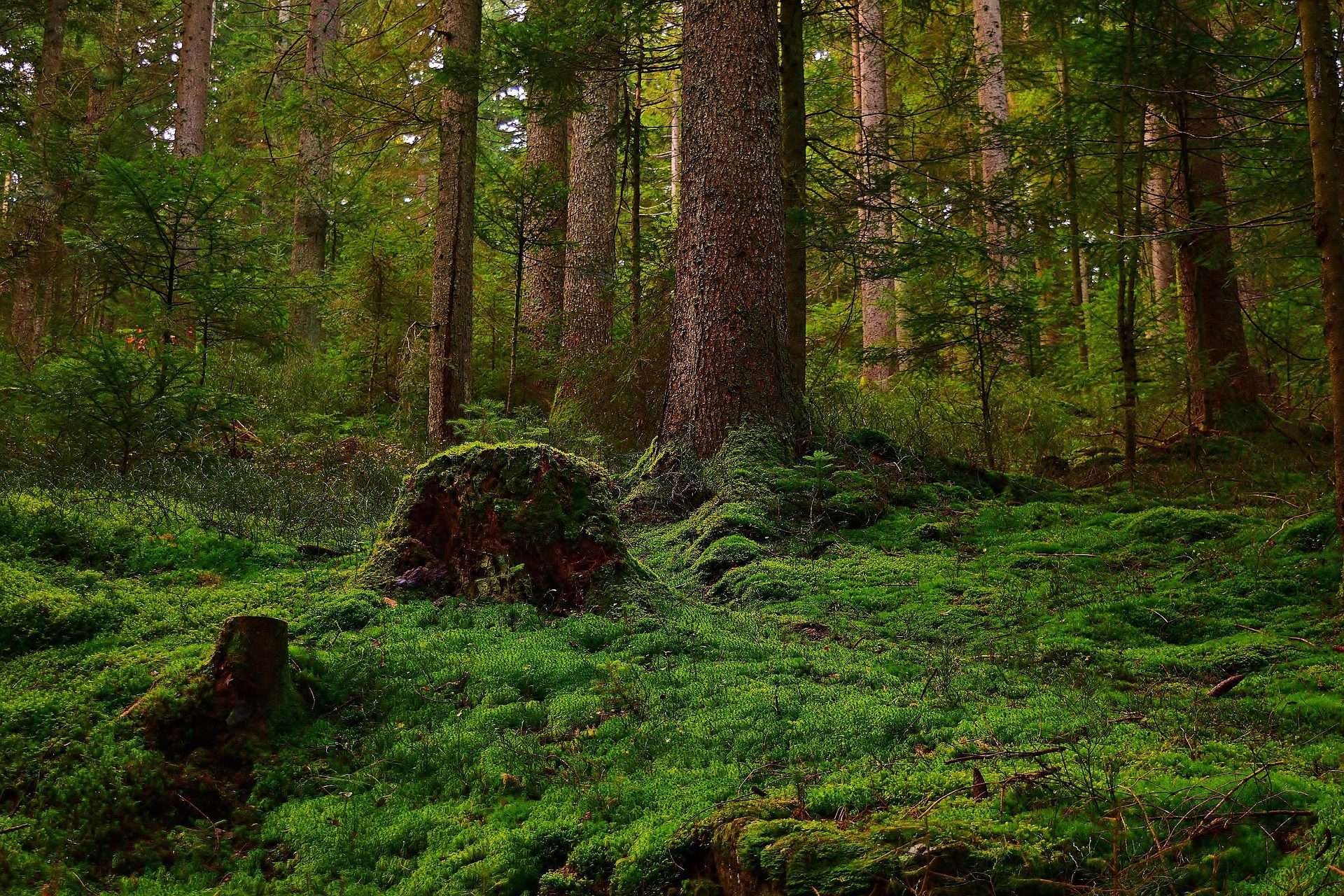 Highlights from 2024 - Wild Heritage