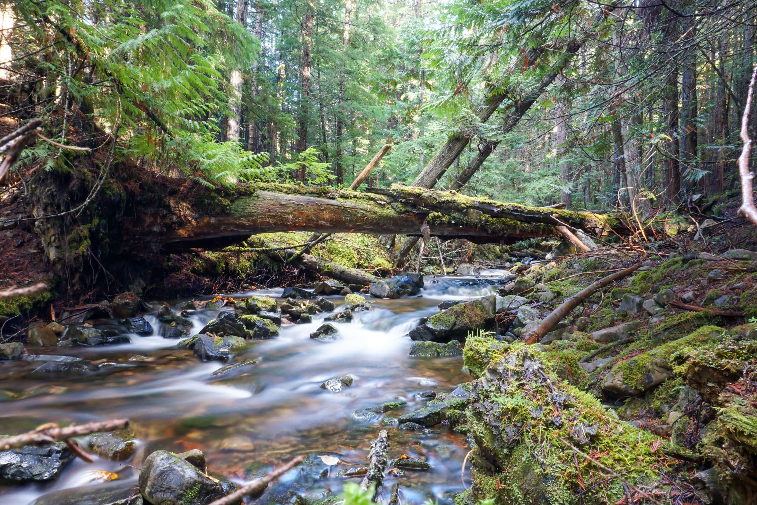 Montana’s Yaak Valley Identified as Critical Climate Refuge in New Peer ...