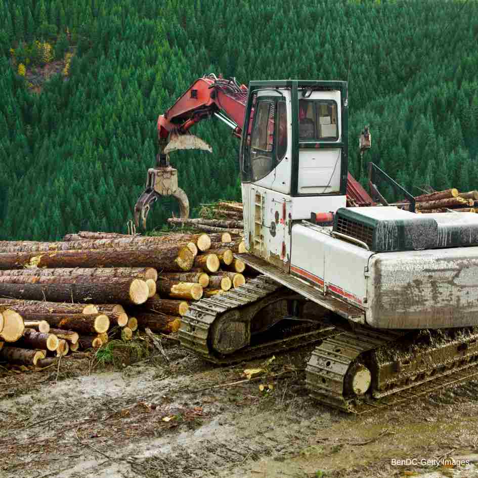 Active Forest Management: A Growing Threat to Forest Integrity - Wild ...